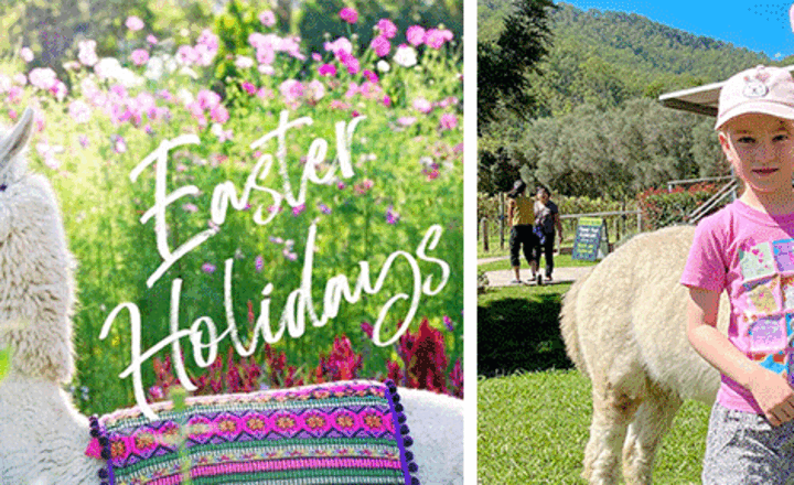 Gold-Coast-Easter-Mountview-Alpaca-Farm – Hello Gold Coast