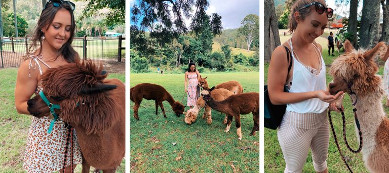 Mountview Alpaca Farm at O'Reilly's Vineyards | Hello Gold Coast