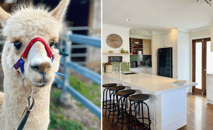 The-Mountview-Alpaca-Farmhouse-is-now-open – Hello Gold Coast