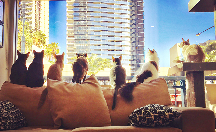 Cat Lovers in Paradise – Hello Gold Coast